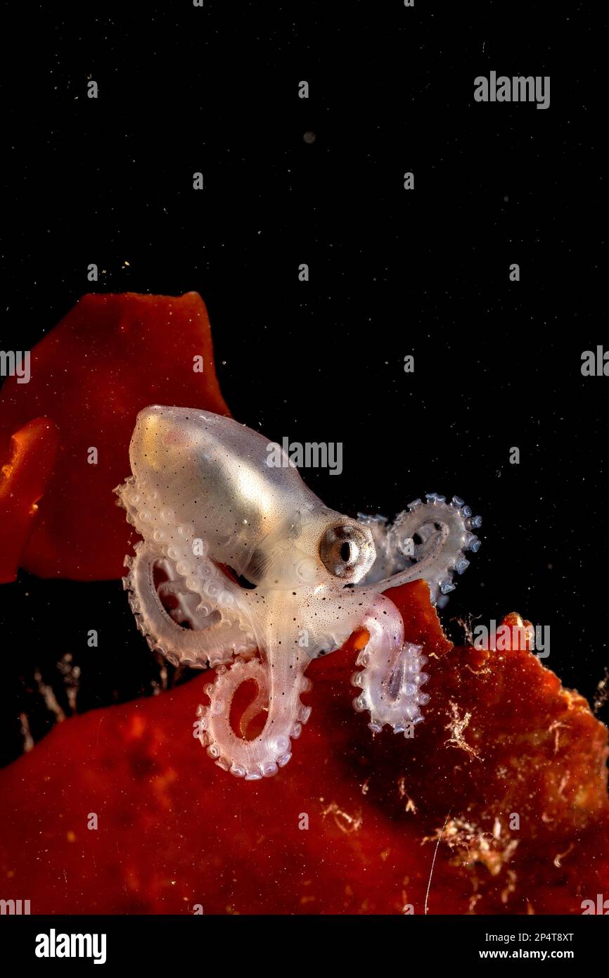 White spotted octopus octopus macropus hi-res stock photography and ...