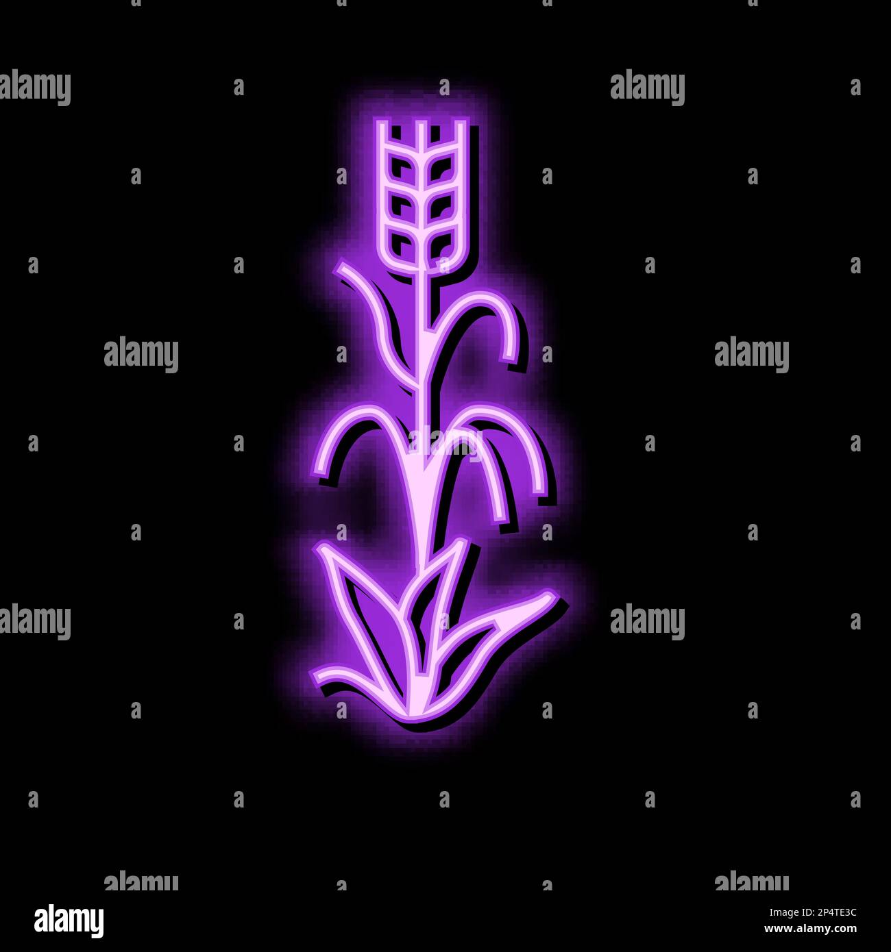 yellow barley plant neon glow icon illustration Stock Vector Image ...