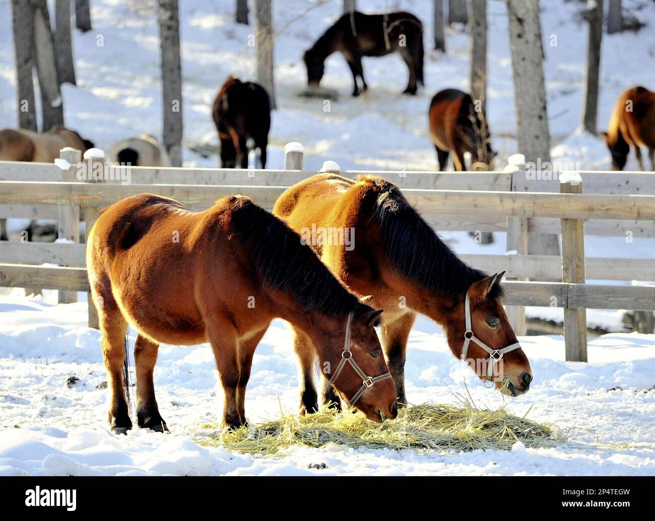 Kisouma, horse indigenous to Japan, eat at a stock farm in Kiso, Nagano Prefecture on Jan. 4 ...