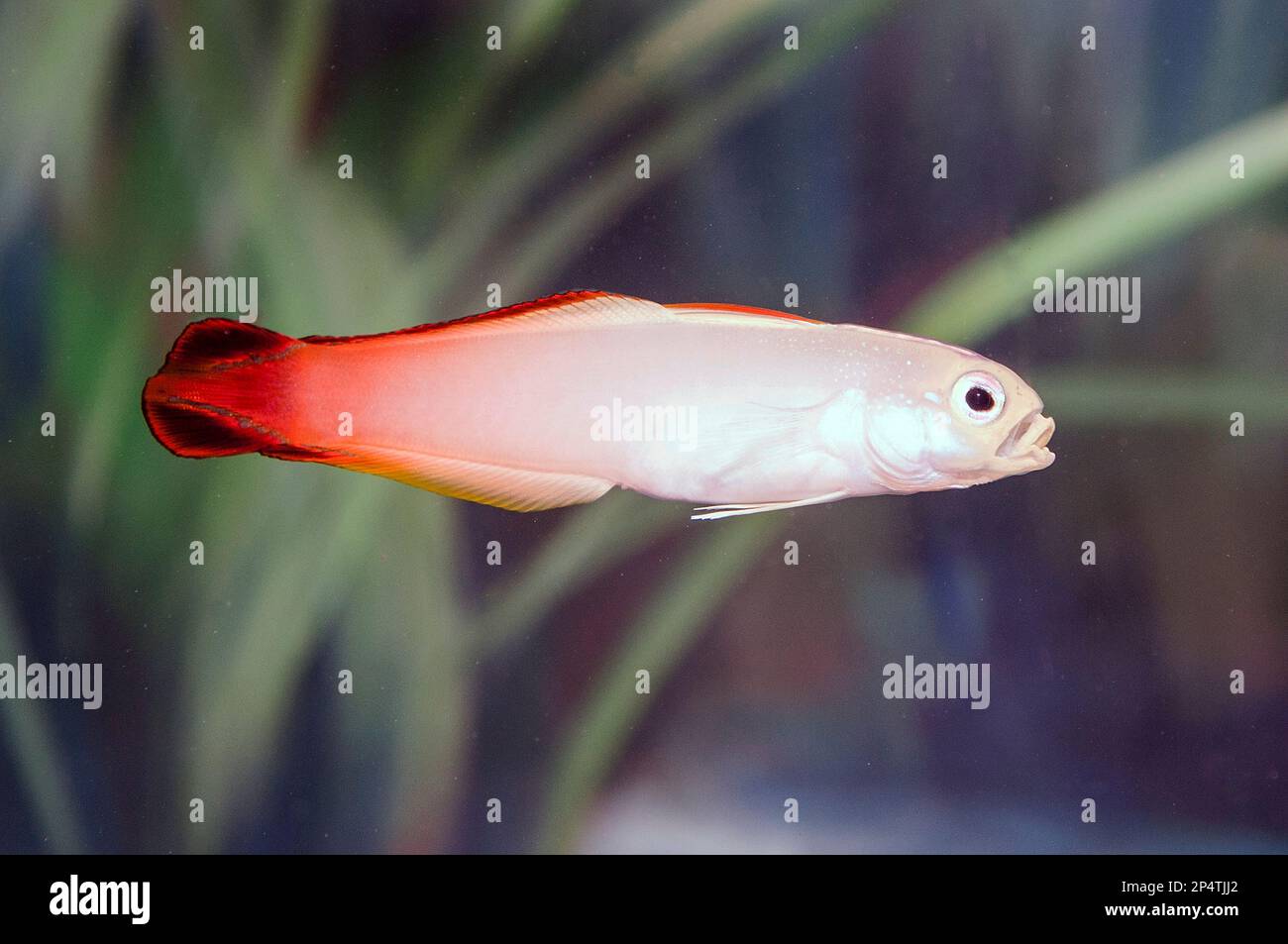 Firefish hi-res stock photography and images - Alamy