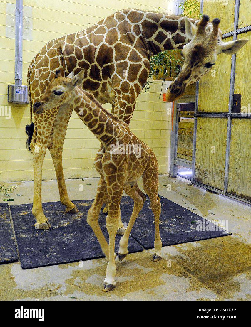 A new baby giraffe, born New Years Day at the Birmingham News makes his ...