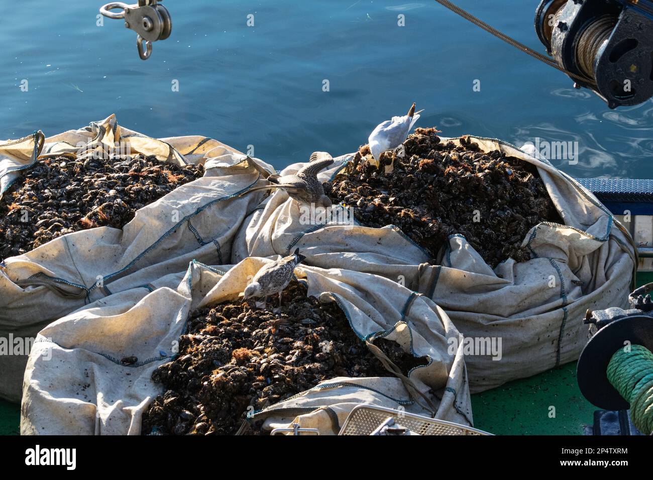 Seagulls eating fresh mussels inside a sack Stock Photo - Alamy