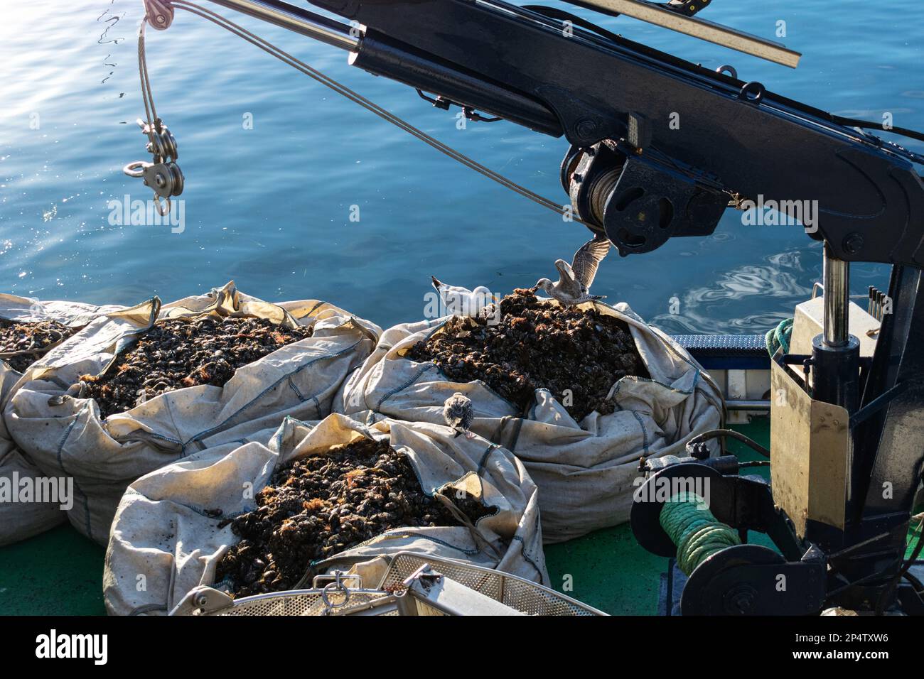 Sacks full of mussels on the deck of the ship Stock Photo - Alamy