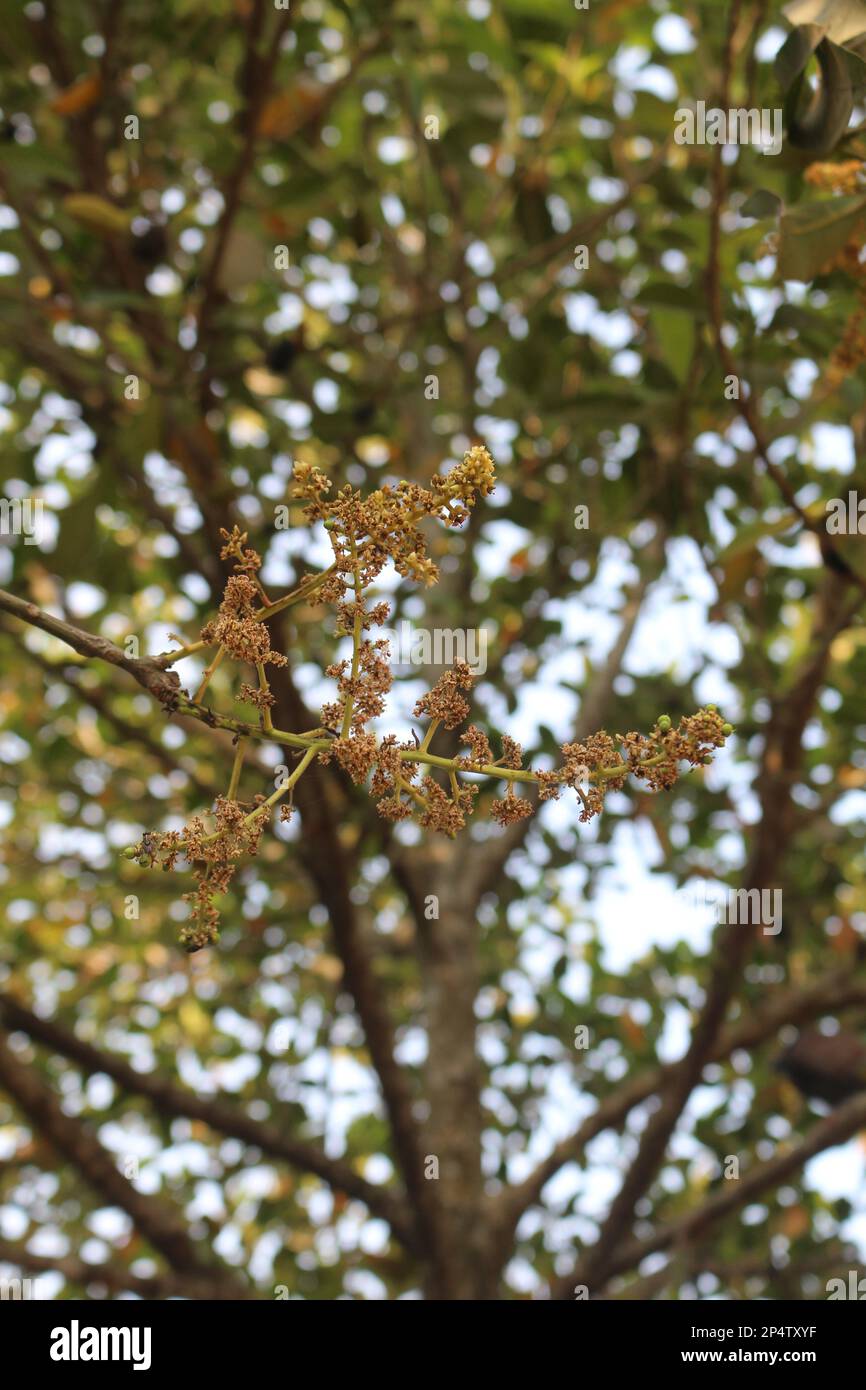 Mango trees hi-res stock photography and images - Alamy