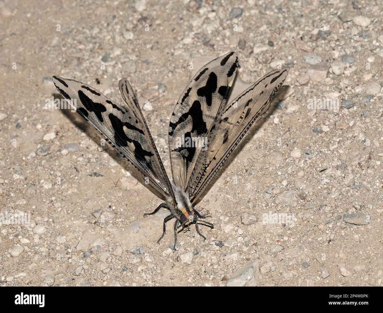 Large Adult Antlion (Palpares immensus) adult with wings extended ...