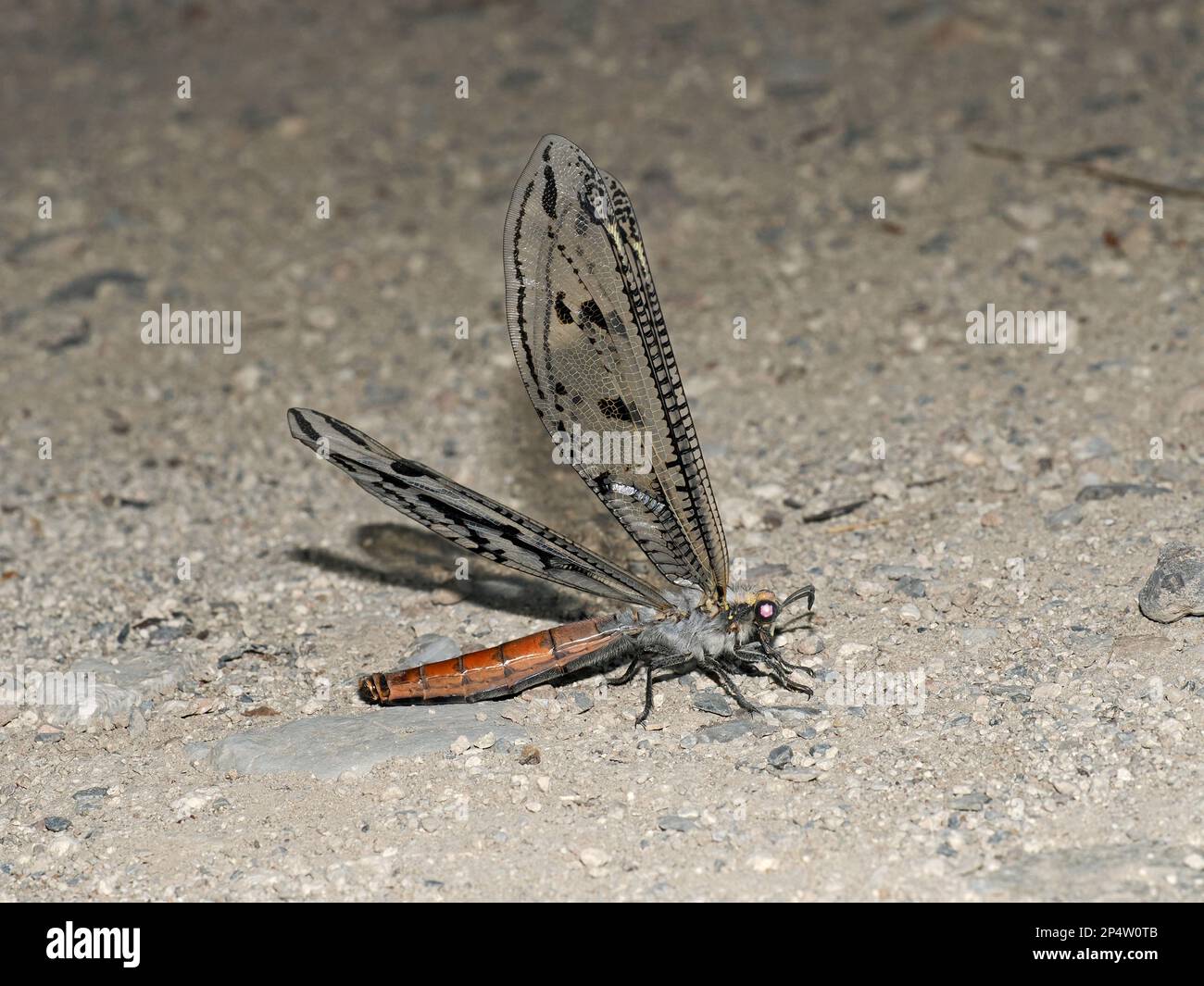 Adult Antlion