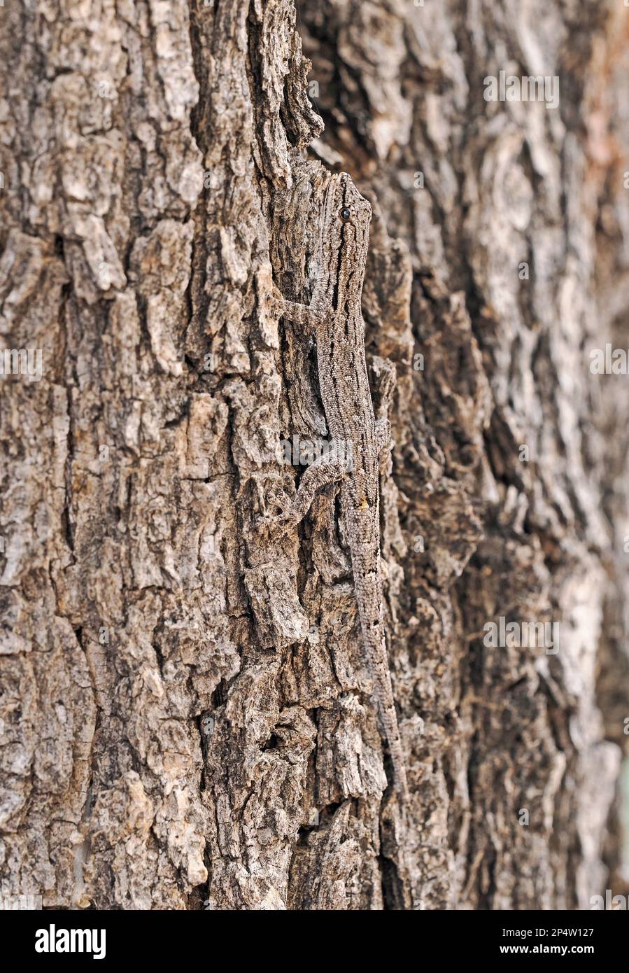 Bradfield’s Dwarf Day Gecko (Lygodactylus bradfieldi) at rest on tree ...
