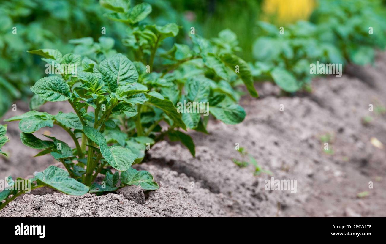 Potato plants in the agricultural field. Focus in the foreground Stock ...