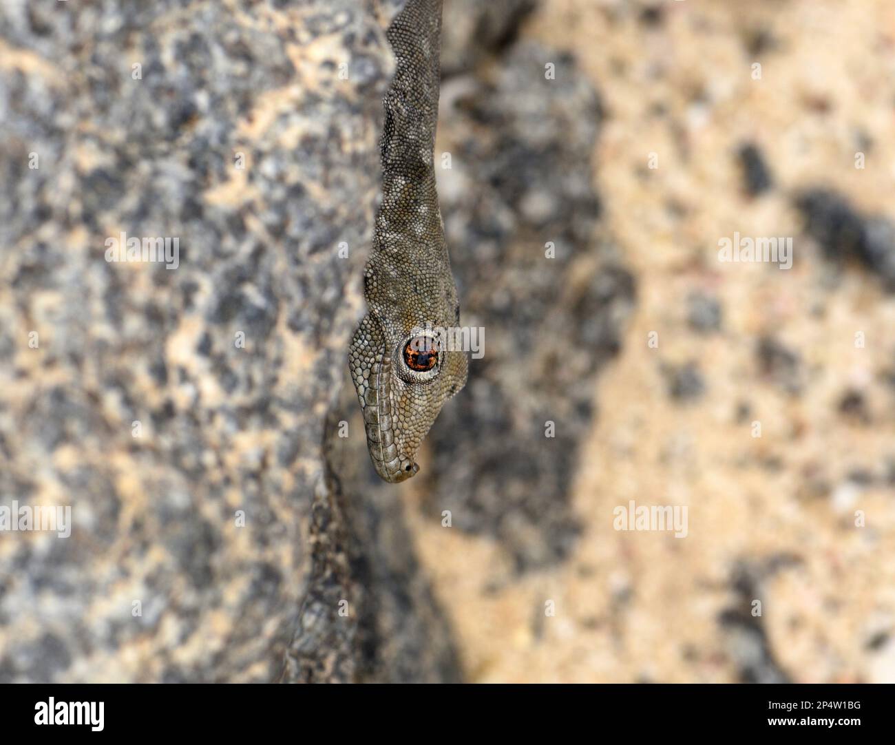 Bradfield’s Namib Day Gecko ( Rhoptropus bradfieldi) on rock face ...