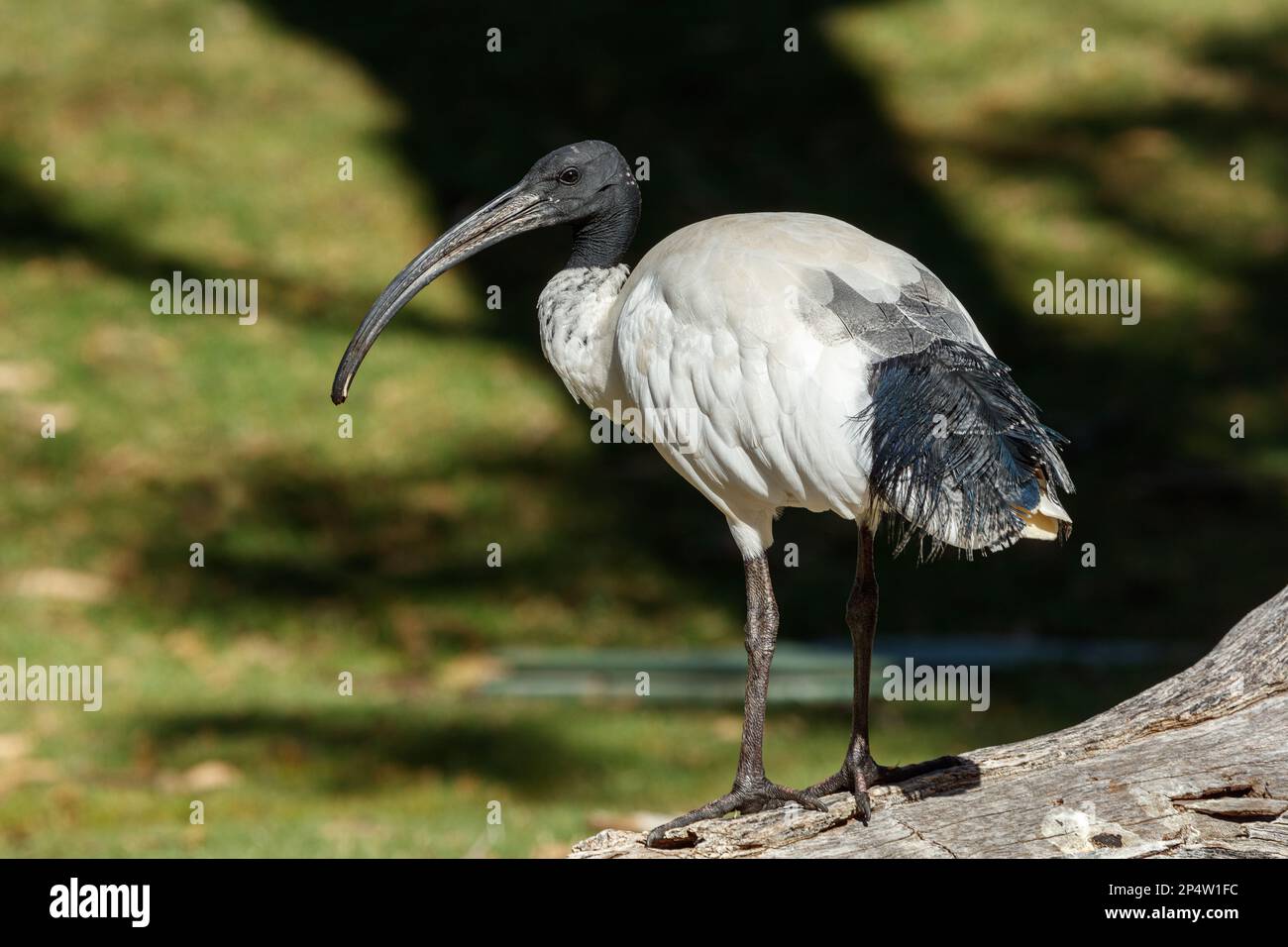 An Australian white ibis (Threskiornis molucca) standing on a log by a ...