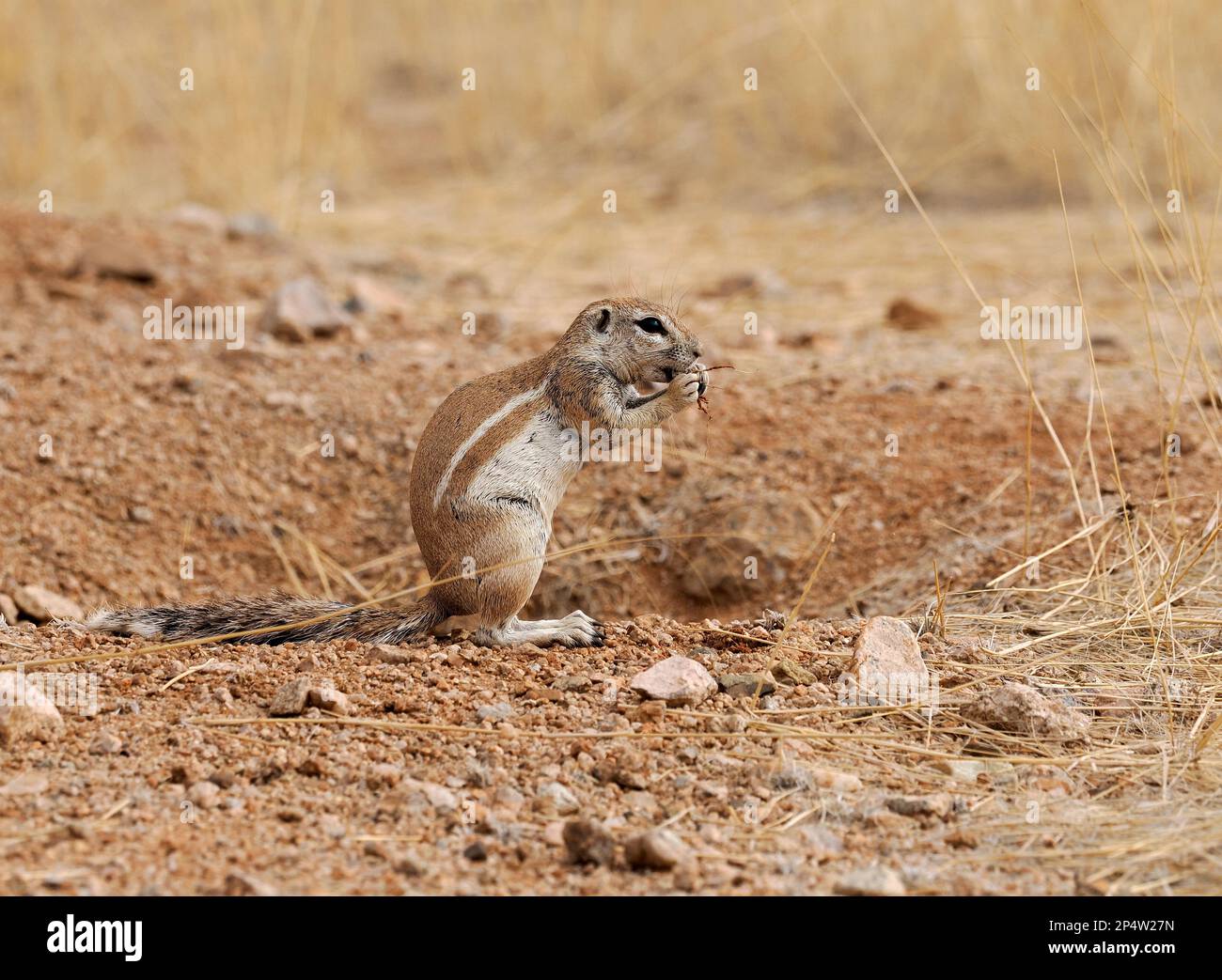 Damara Ground Squirrel (Xerus princeps) eating at entrance to burrow ...