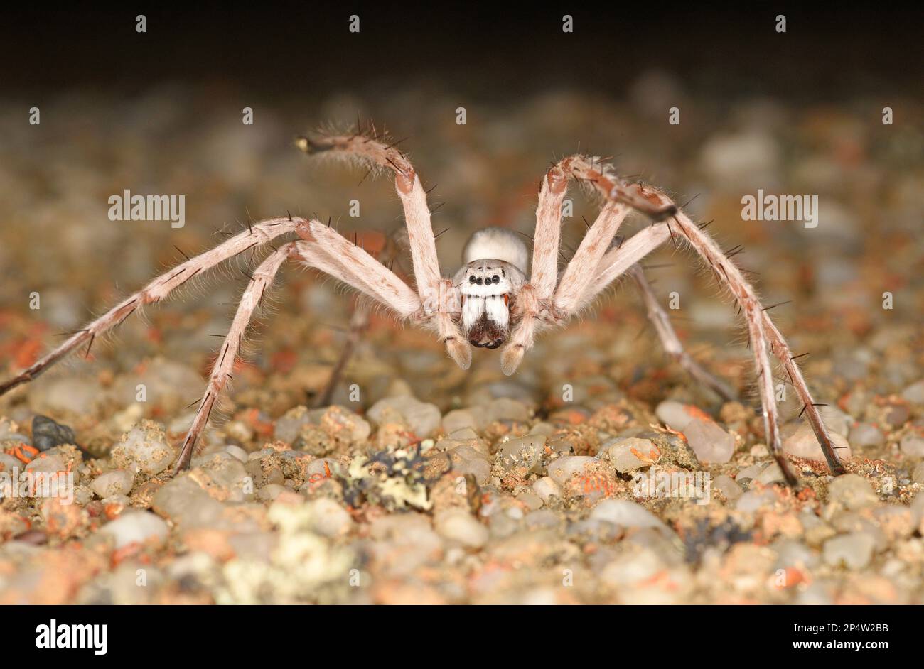 Dancing White Lady Huntsman Spider (Leucorchestris arenicola) legs ...