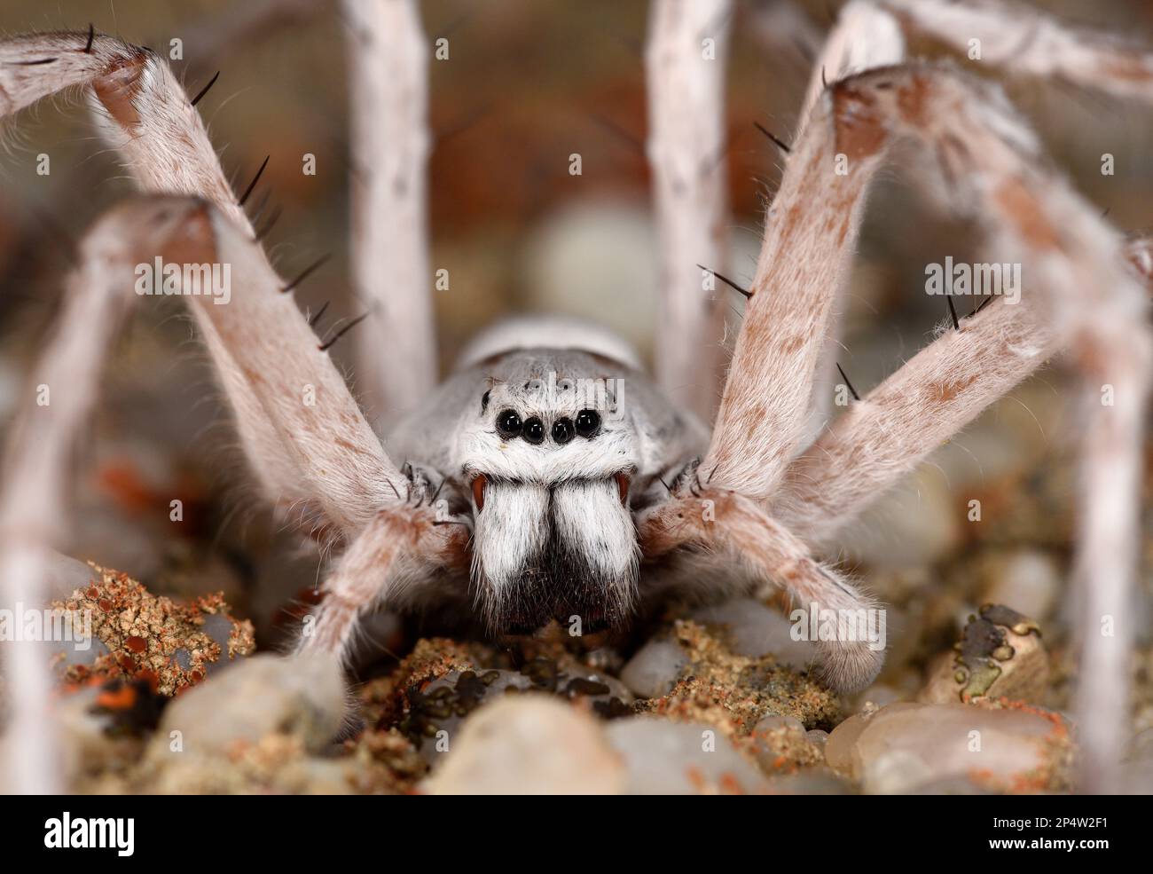 Dancing White Lady Huntsman Spider (Leucorchestris arenicola) cloe-up ...