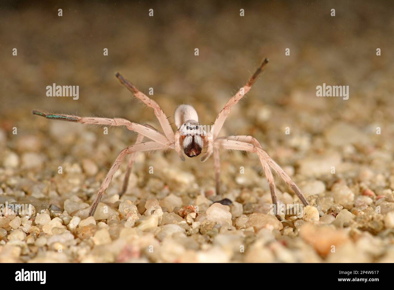 Dancing White Lady Huntsman Spider (Leucorchestris arenicola) legs ...