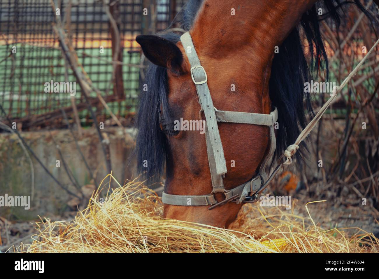 Contentedly hi-res stock photography and images - Alamy