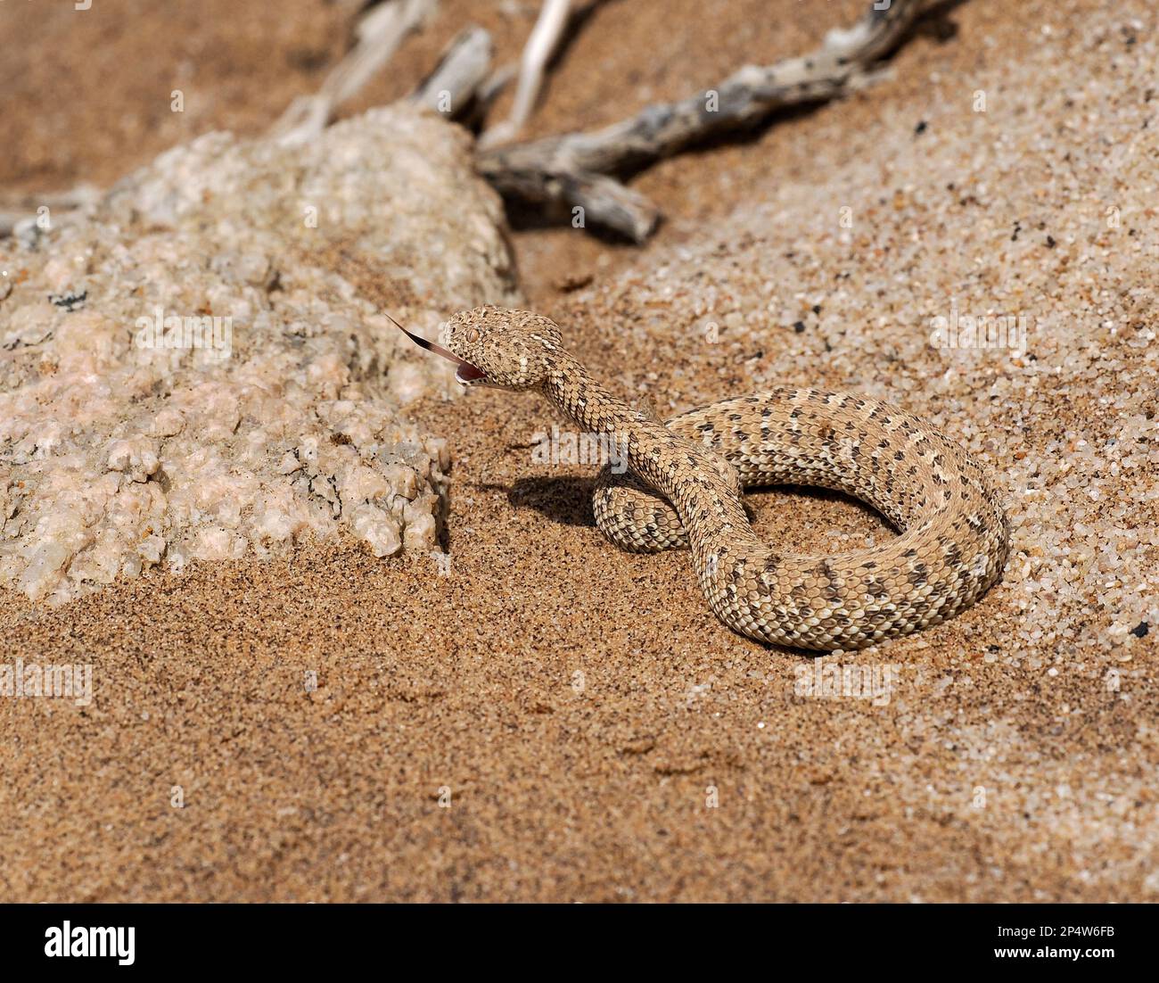 Peringuey’s Adder (Bitis peringueyi) in defense posture with tongue ...
