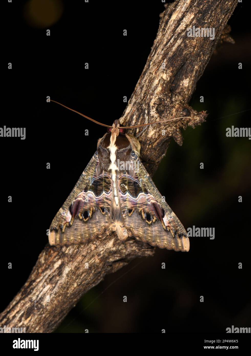 Sundowner Moth (Sphingomorpha chlorea) adult resting on twig, Windhoek ...