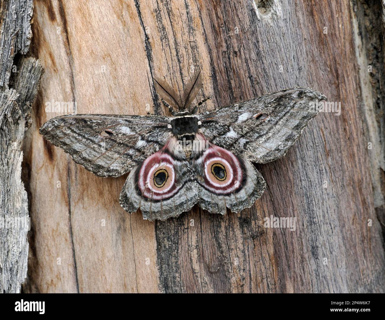 Gynanisa hi-res stock photography and images - Alamy