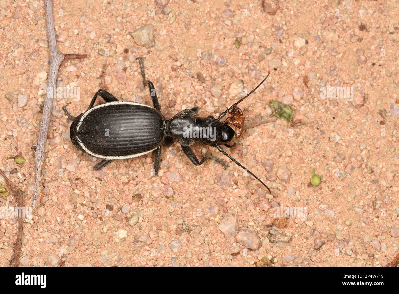 Vinegar Beetle (Anthia circumscripta) female with prey, Namibia ...