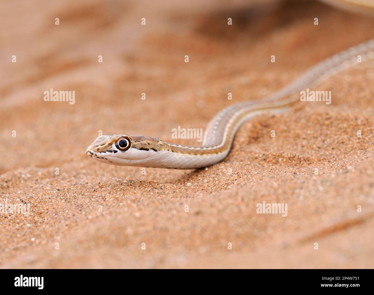 Western Sand Snake (Psammophis trigrammus) travelling across sand ...