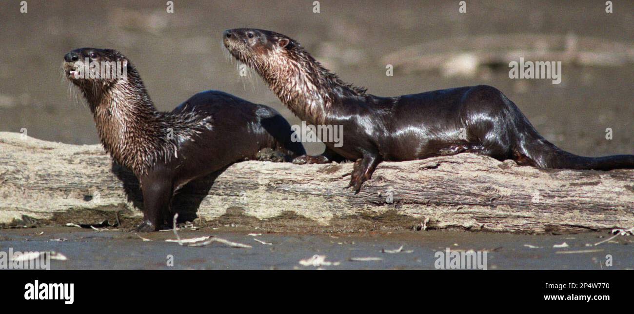 FILE - This 1995 file photo shows river otters on a log in the ...