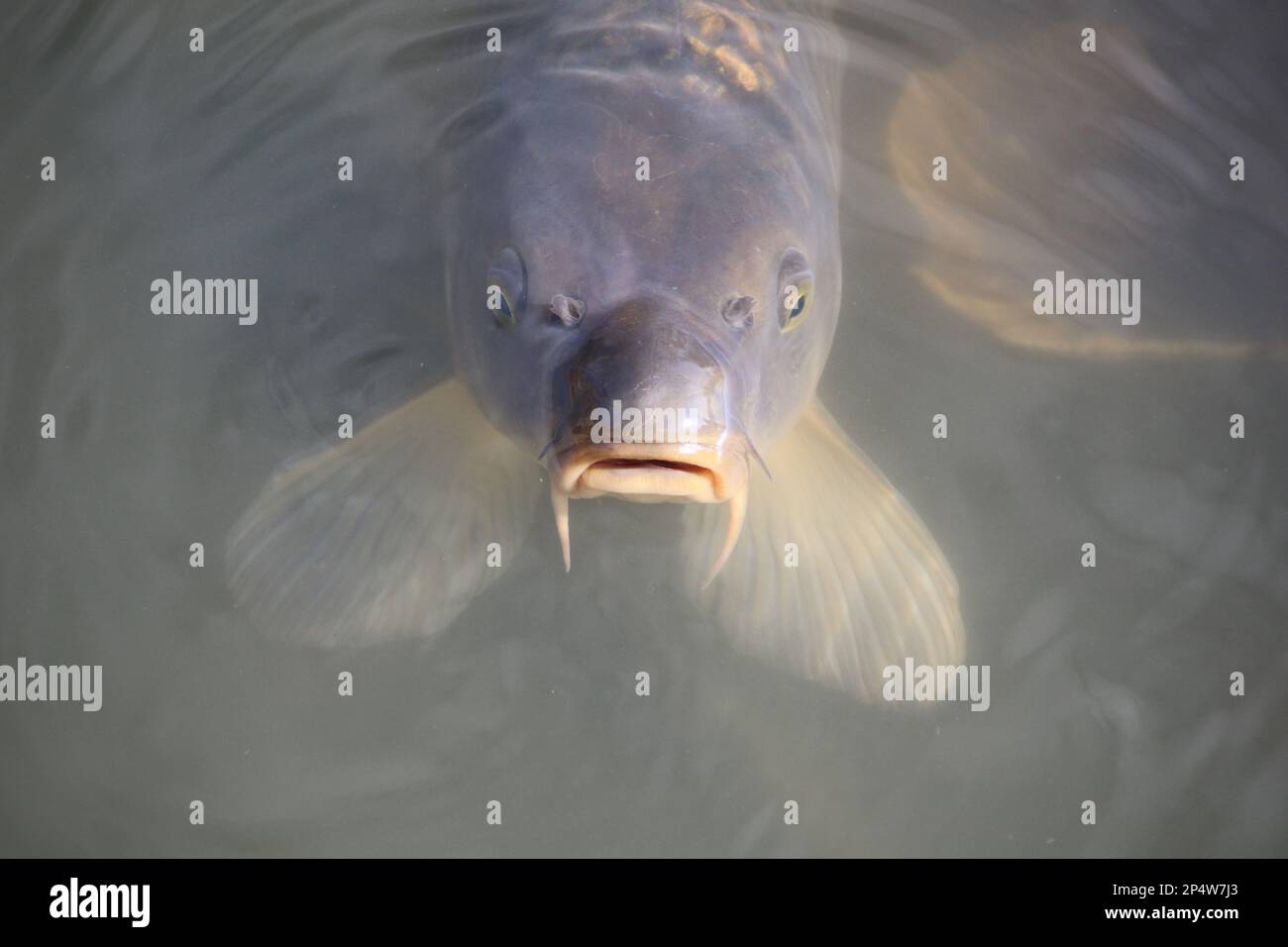 carp coming to the surface of a lake Stock Photo - Alamy