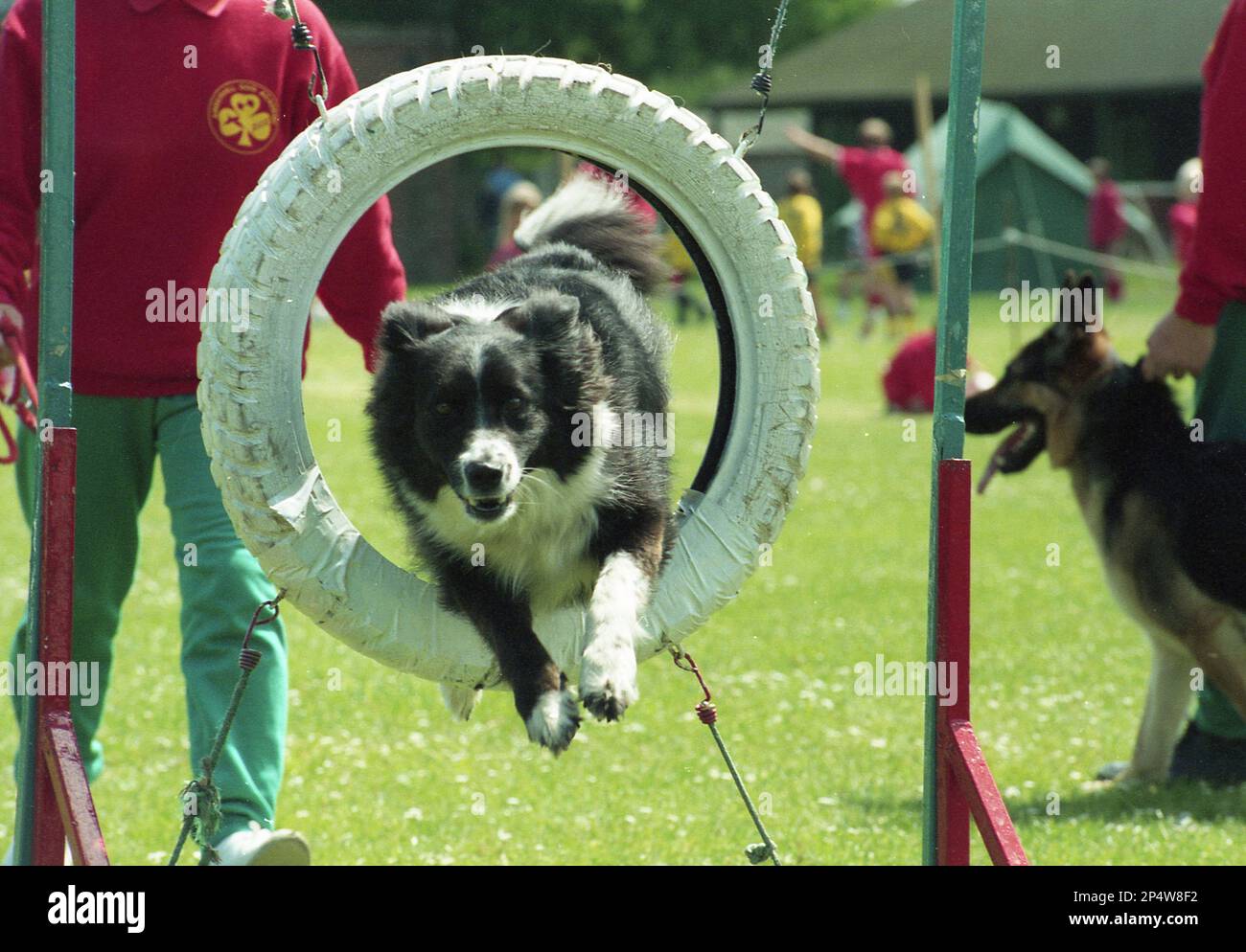 1989, summertime and outside in a field, a border collie dog jumping ...