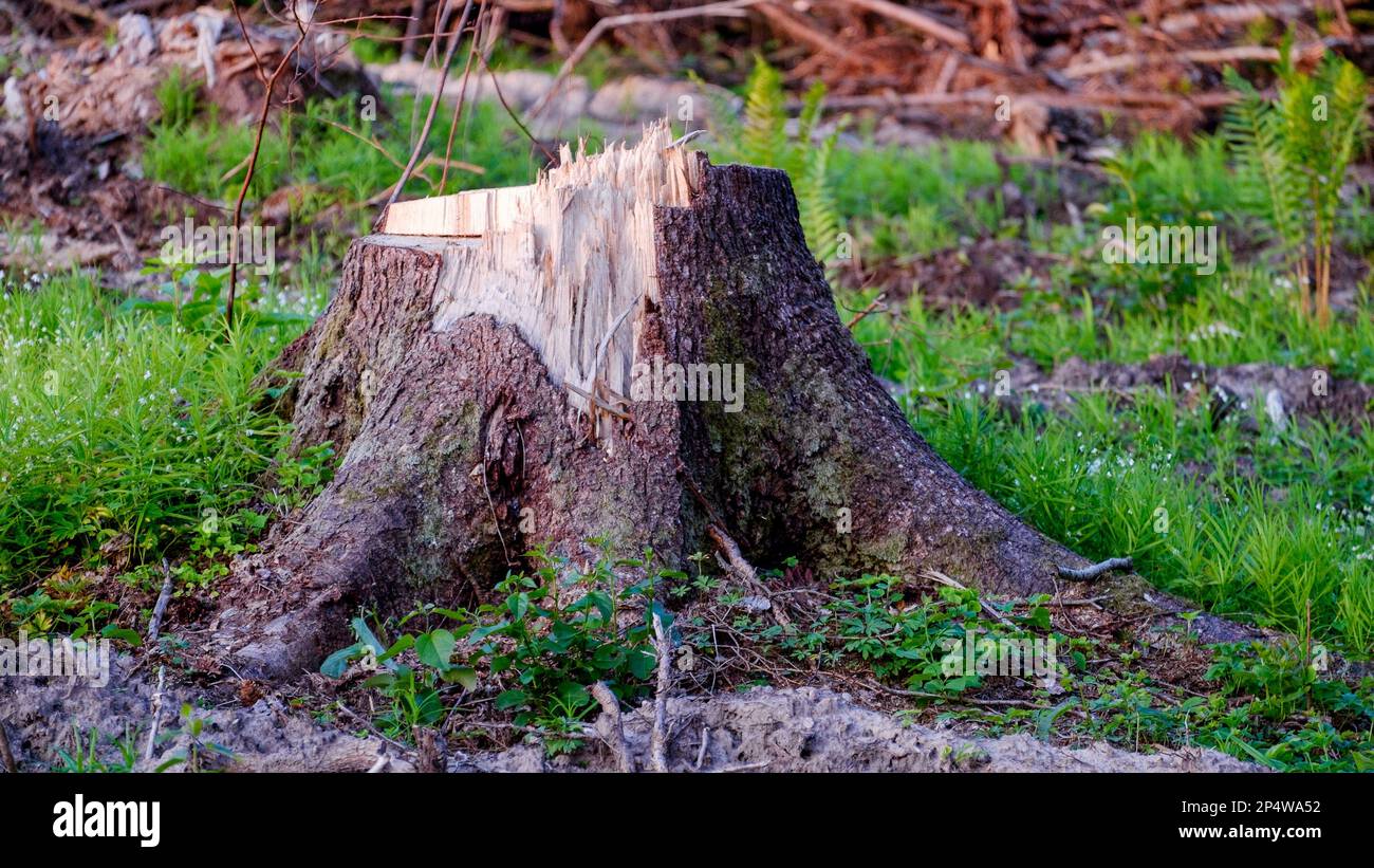 Logging old growth forest hi-res stock photography and images - Alamy