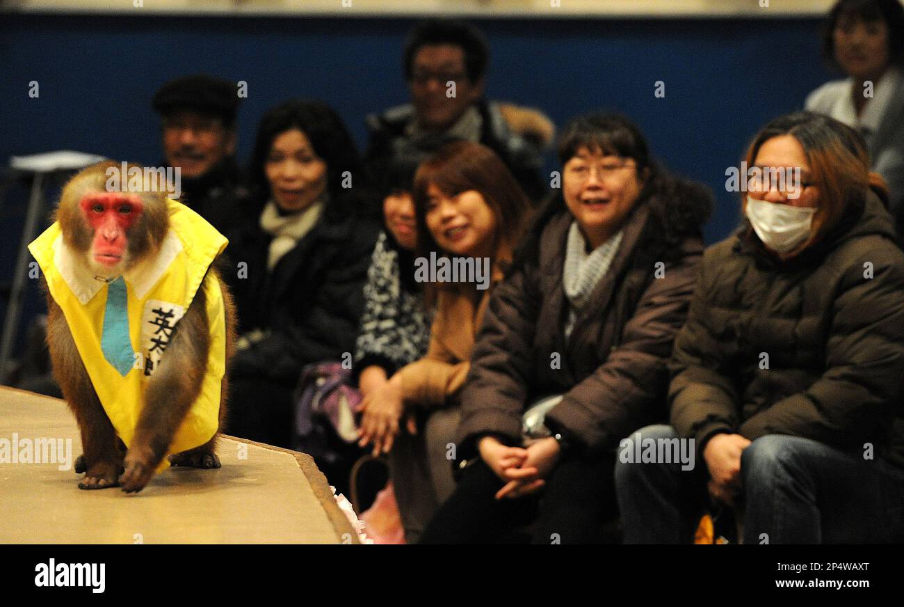 A male monkey member of the Nikko Saru Gundan, a monkey perfomace ...