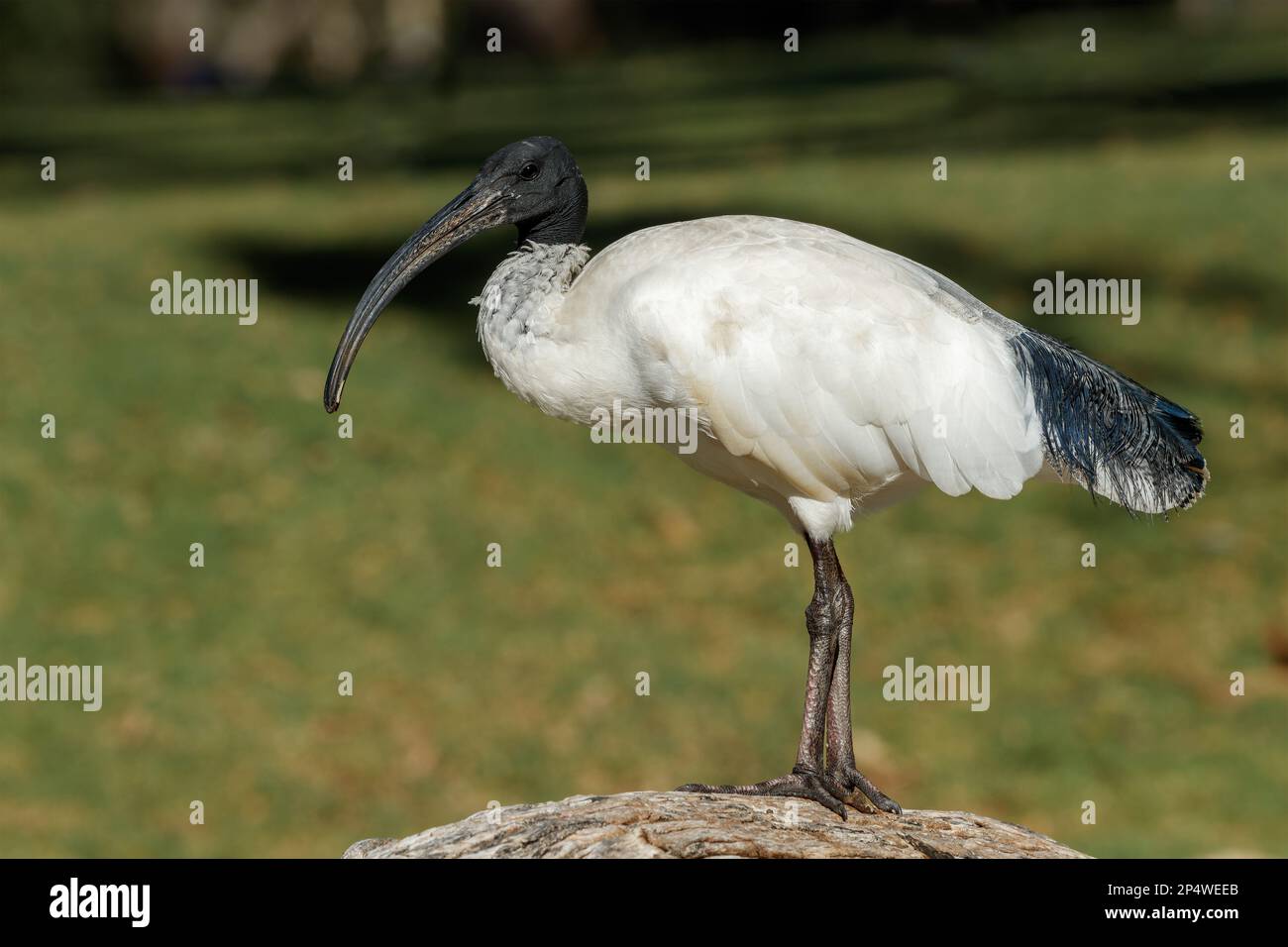 An Australian white ibis (Threskiornis molucca) standing on a log by a ...