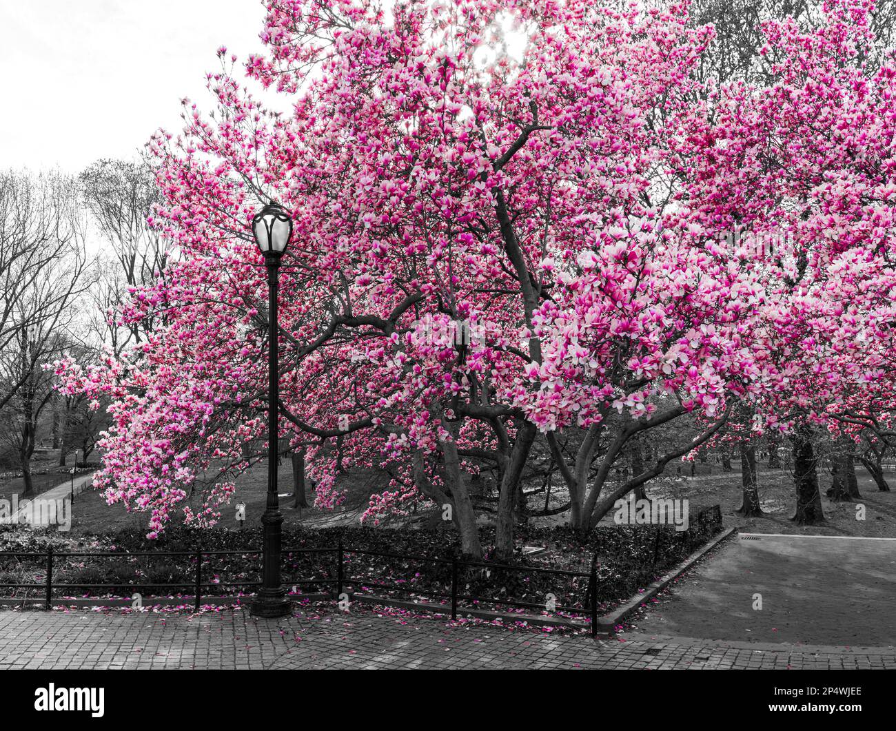 Pink spring blossoms blooming on black and white trees above a path in ...