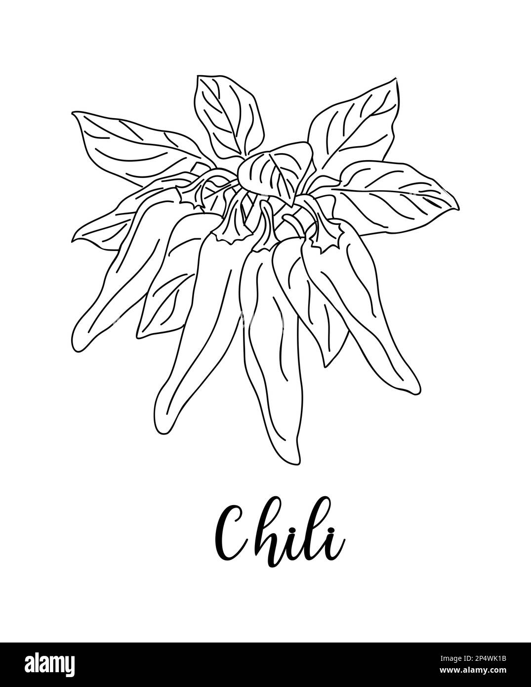 Chili spice Black and white line art drawing Stock Vector Image & Art ...