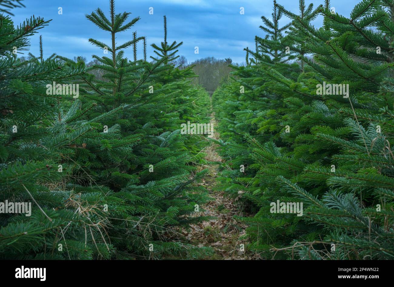 Real christmas trees selling hi-res stock photography and images - Alamy