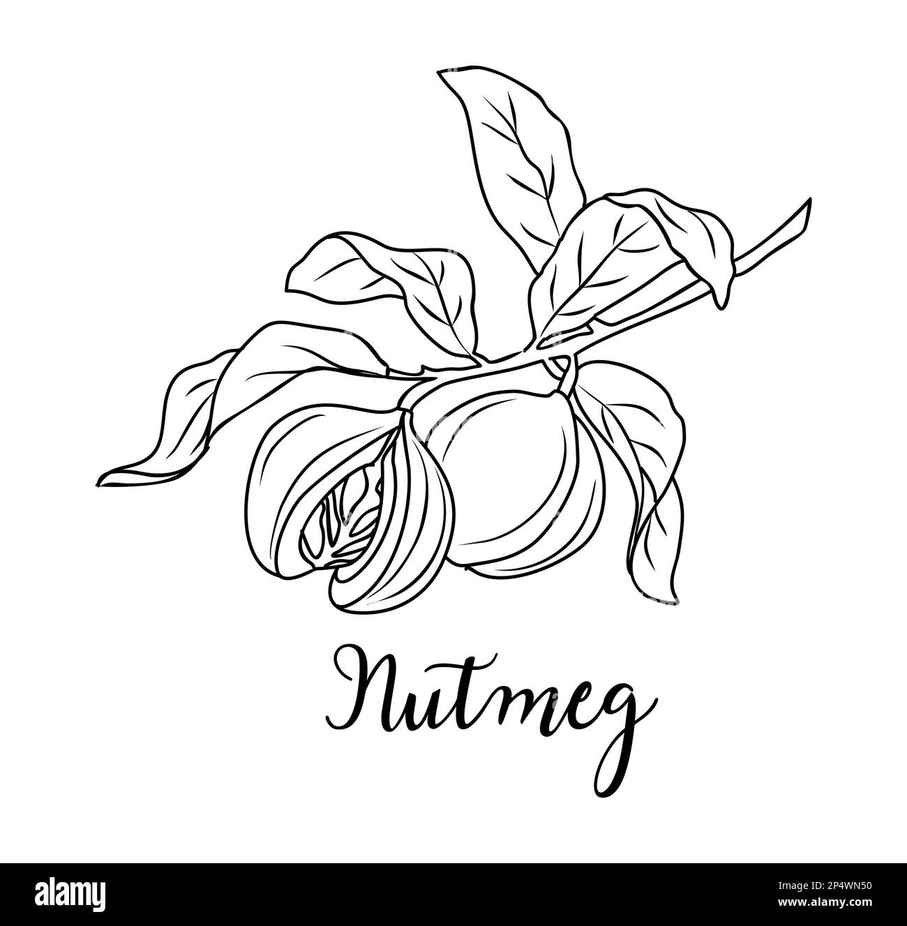 Nutmeg spice Black and white line art drawing Stock Vector Image & Art ...