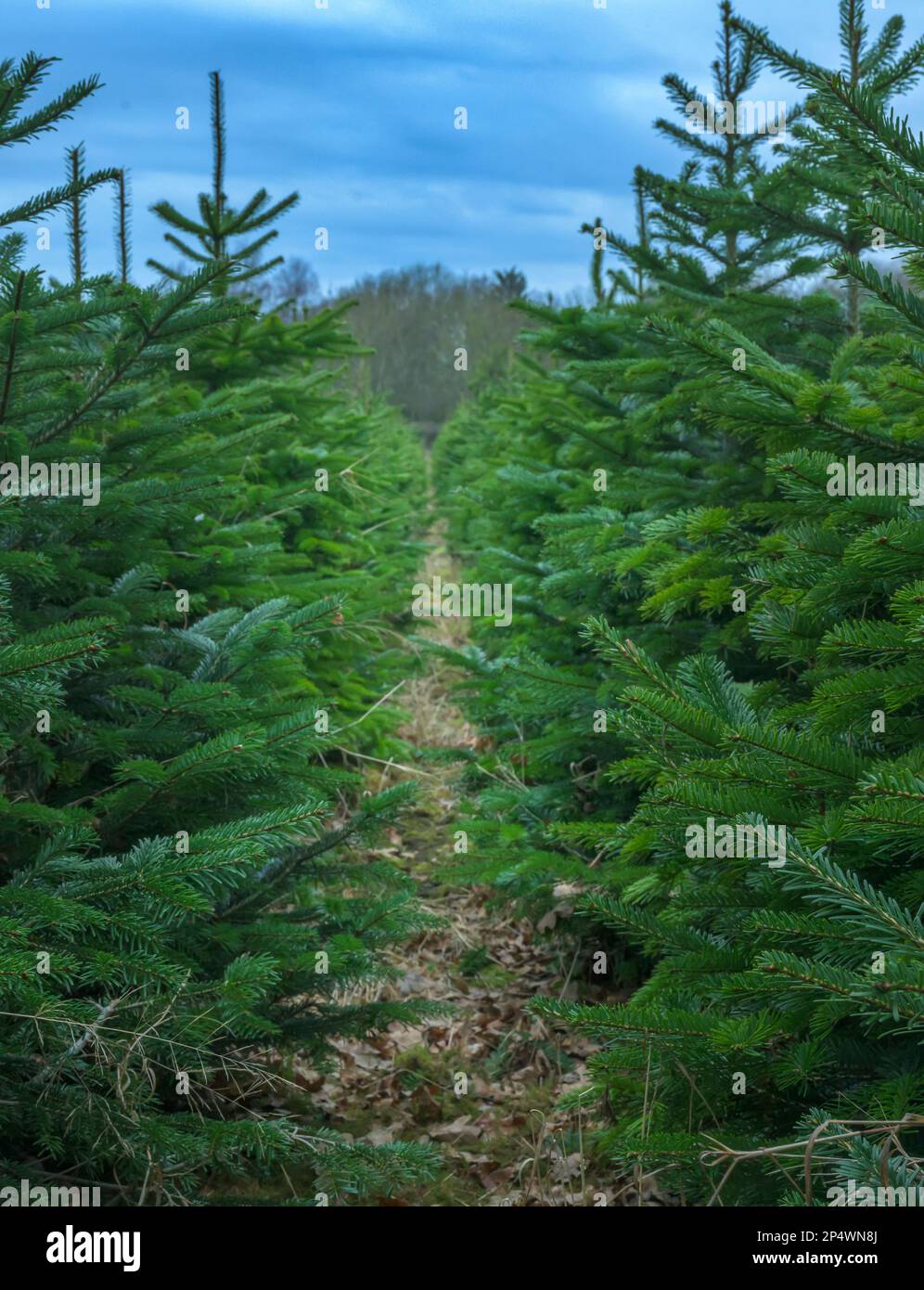Farmed tree hi-res stock photography and images - Alamy