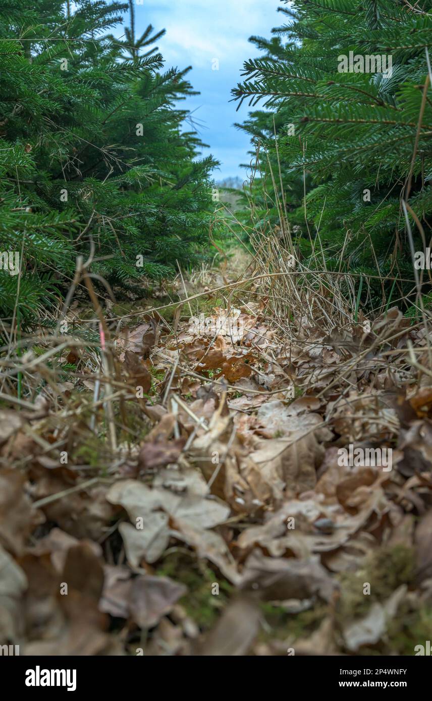 Farmed pine trees hi-res stock photography and images - Alamy