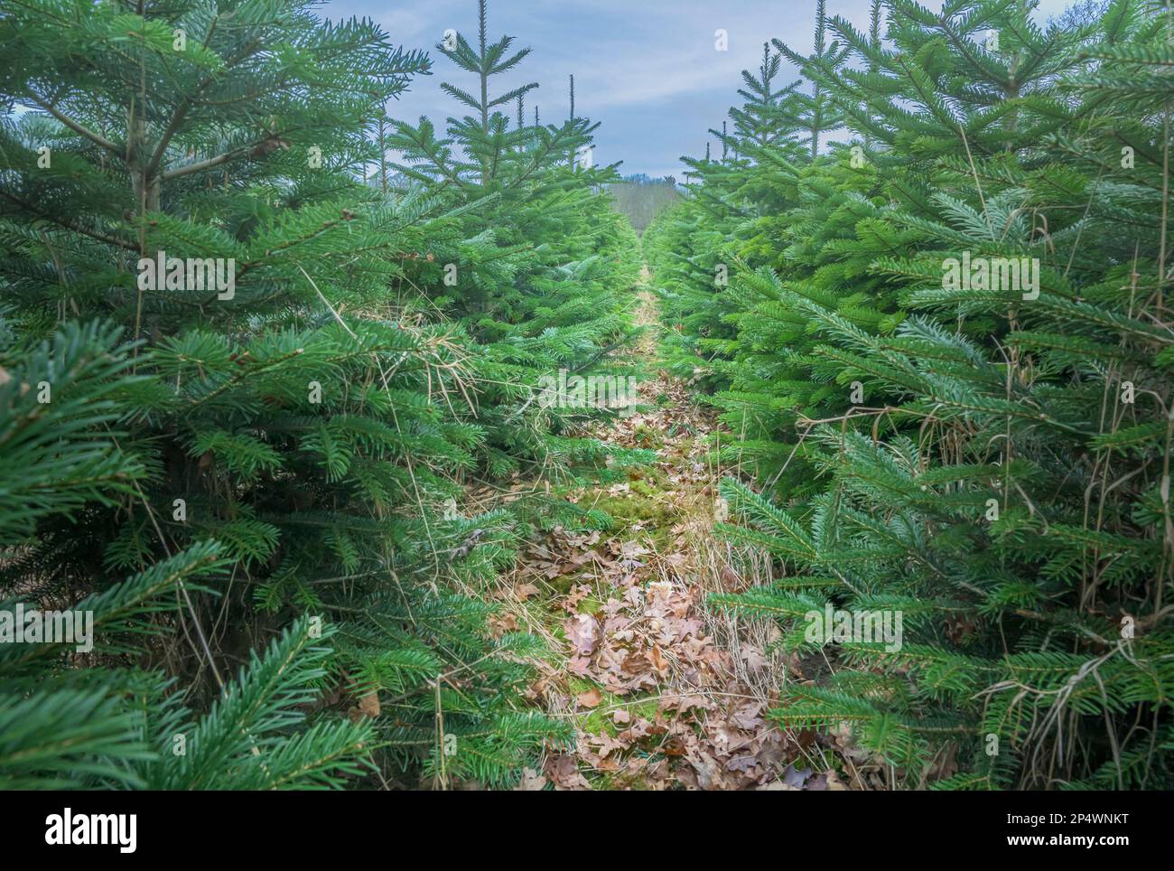 Farmed pine trees hi-res stock photography and images - Alamy