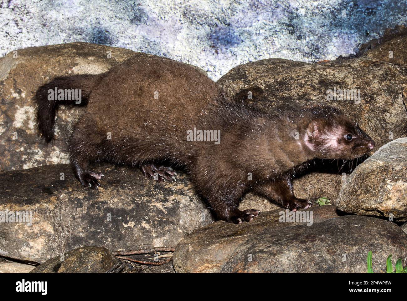 Body facing hi-res stock photography and images - Alamy