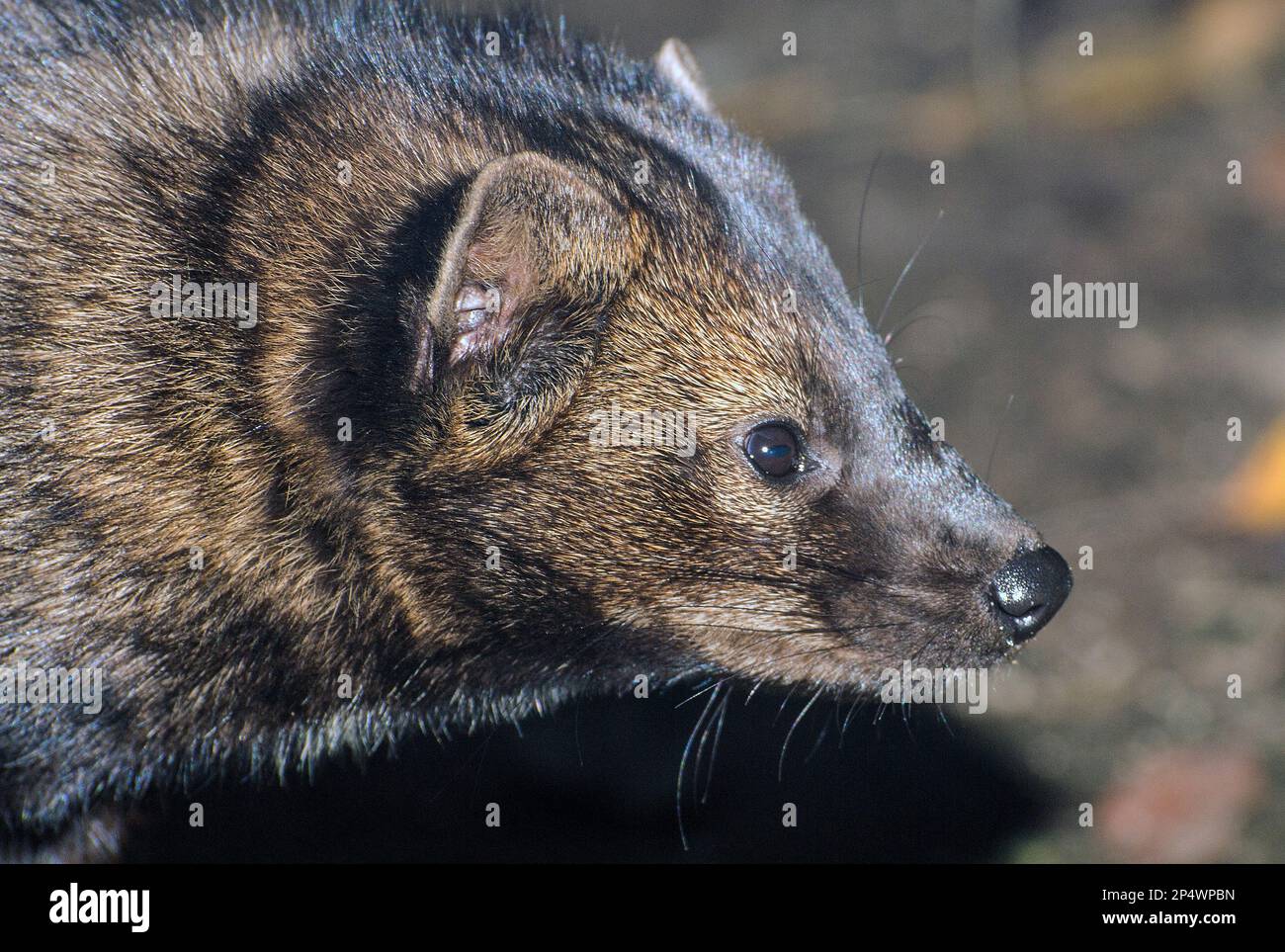 Weasel face hi-res stock photography and images - Alamy