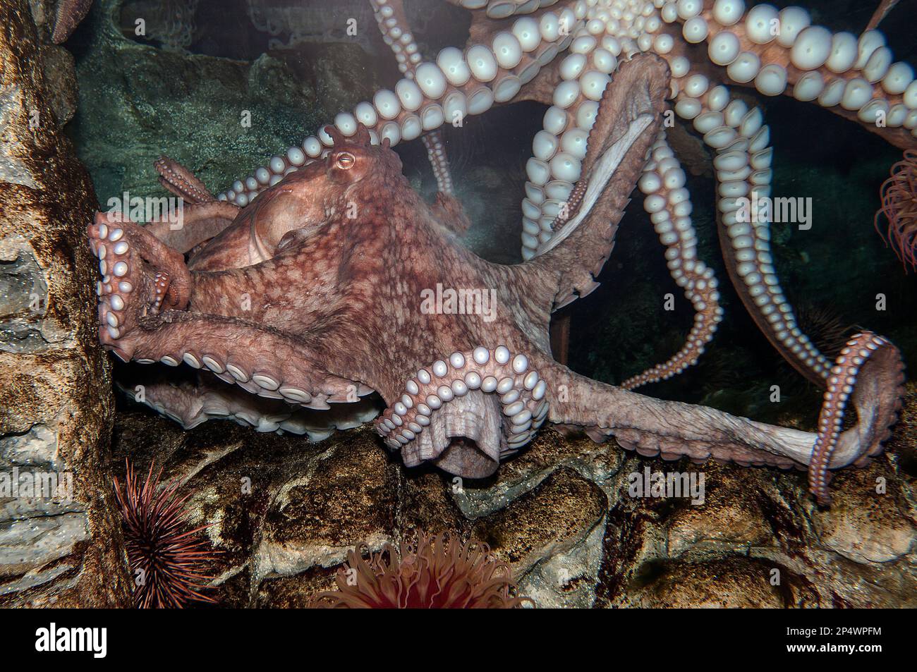 Giant pacific octopus full body view, 2 shot Stock Photo - Alamy