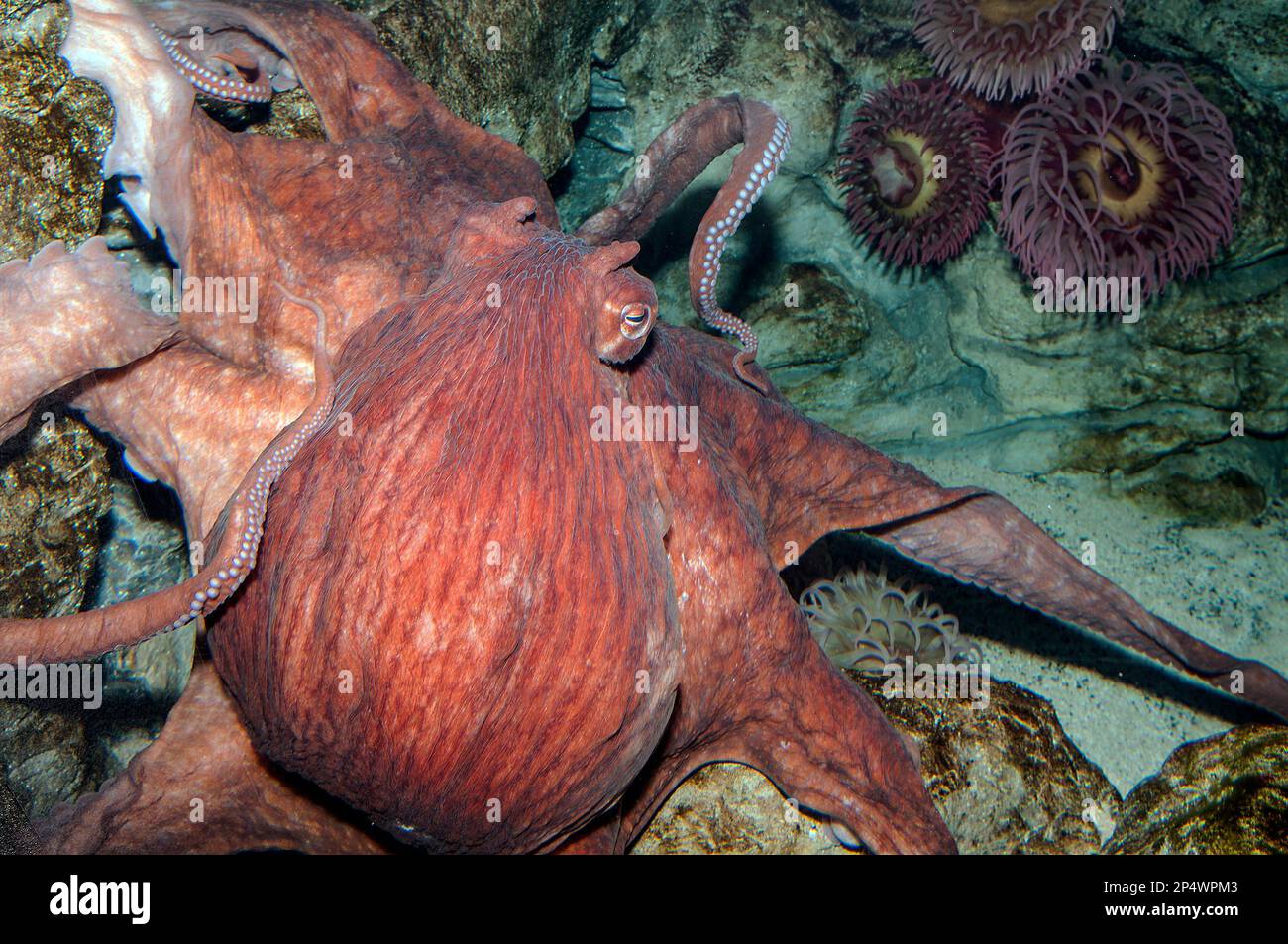 Giant pacific octopus 3/4 body view Stock Photo - Alamy