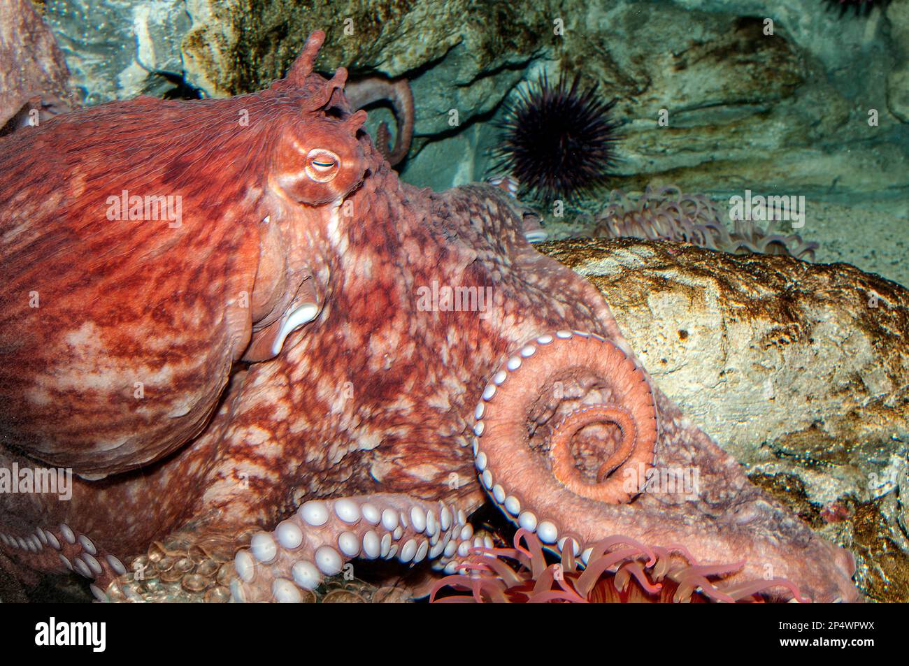 Giant pacific octopus 3/4 body view Stock Photo - Alamy