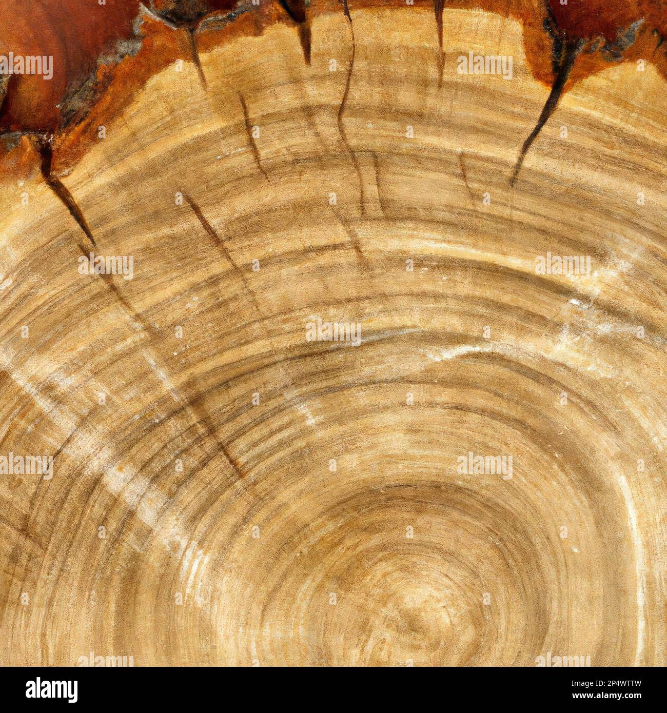 texture cut of old wood transverse Stock Photo - Alamy