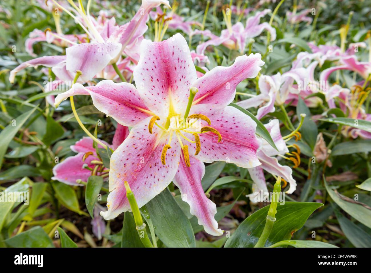 Lilies candidum lilies hi-res stock photography and images - Alamy