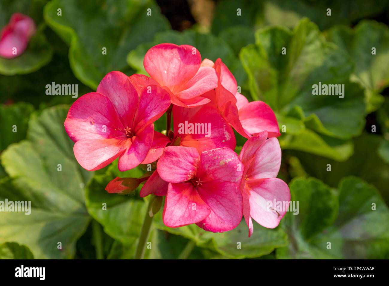 Zonal pelargonium hi-res stock photography and images - Alamy
