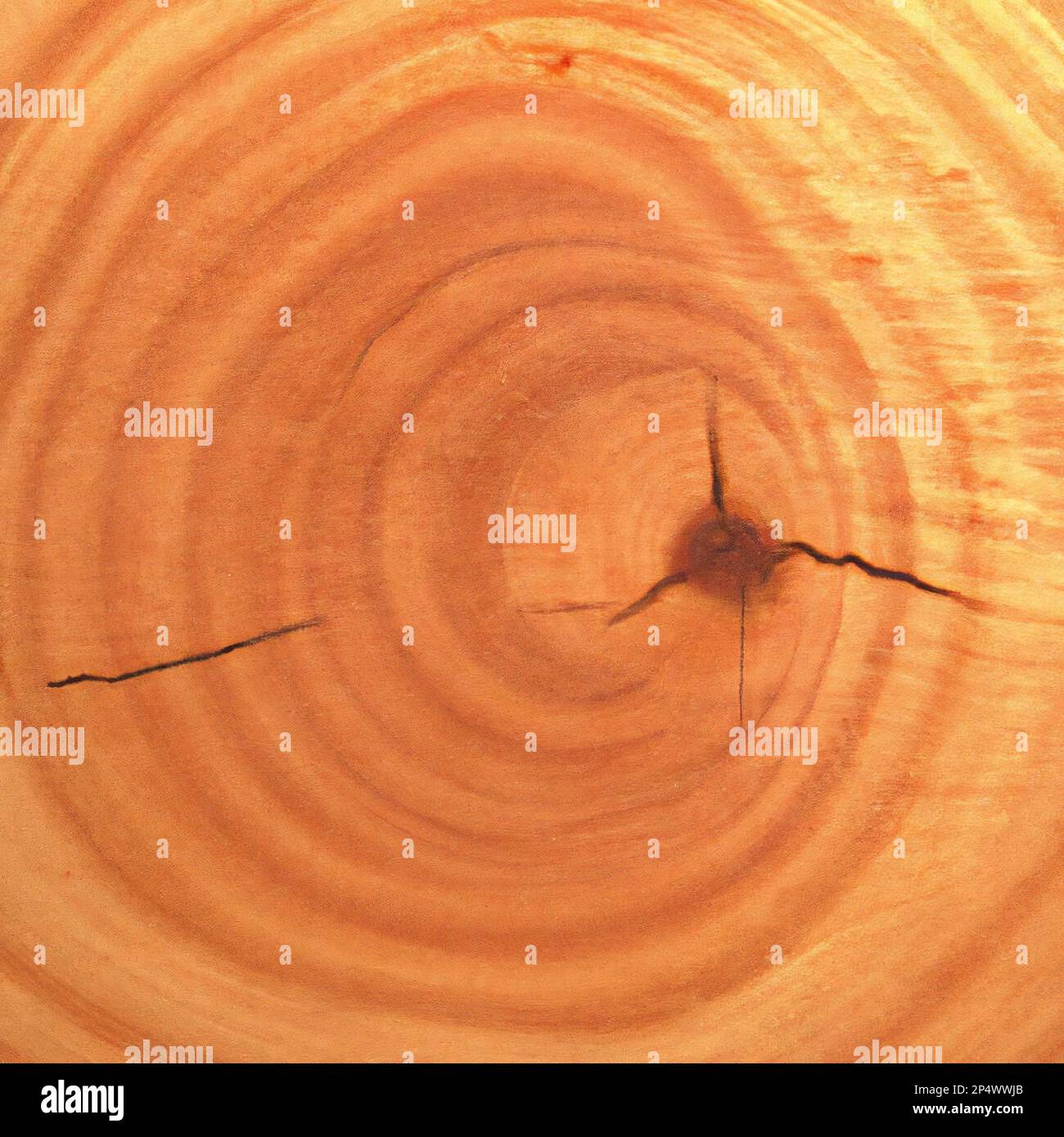 texture cut of old wood transverse Stock Photo - Alamy