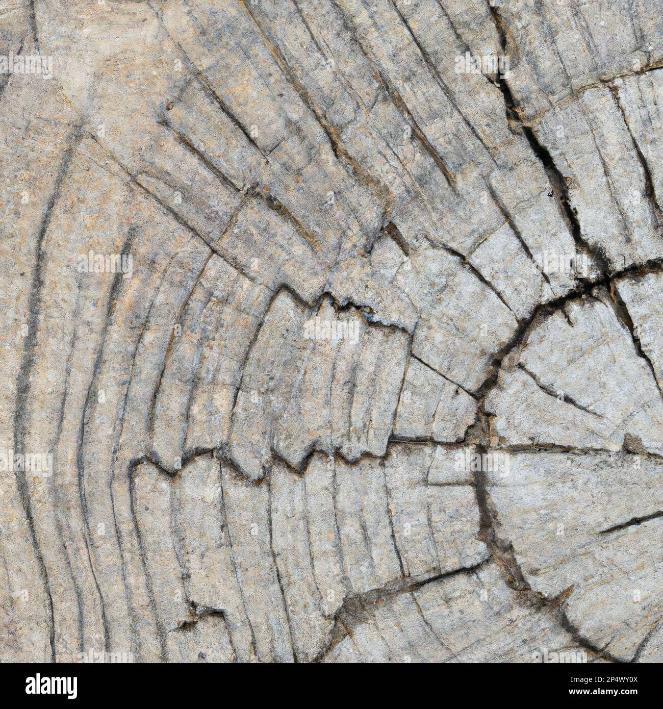 texture cut of old wood transverse Stock Photo - Alamy