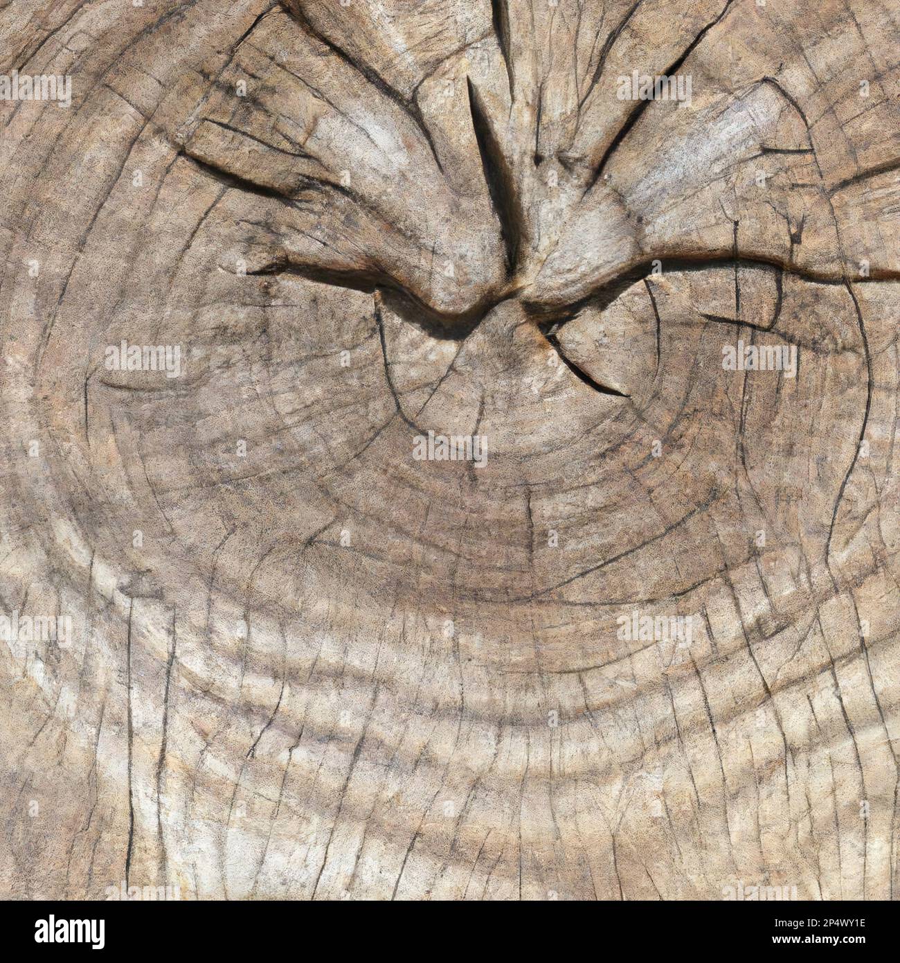 texture cut of old wood transverse Stock Photo - Alamy