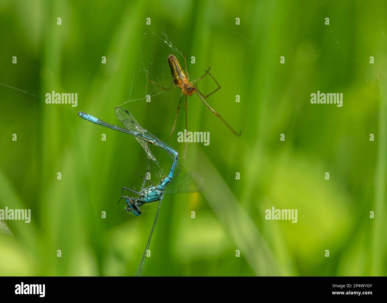 Azure damselfly (Coenagrion puella), male caught iin a spider's web ...