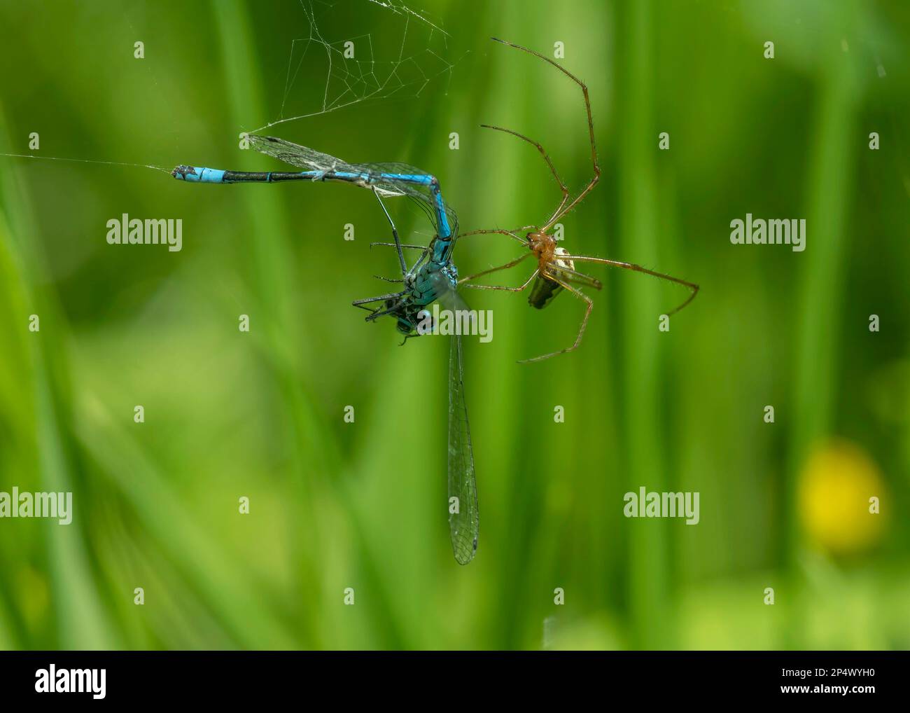Azure damselfly (Coenagrion puella), male caught iin a spider's web ...